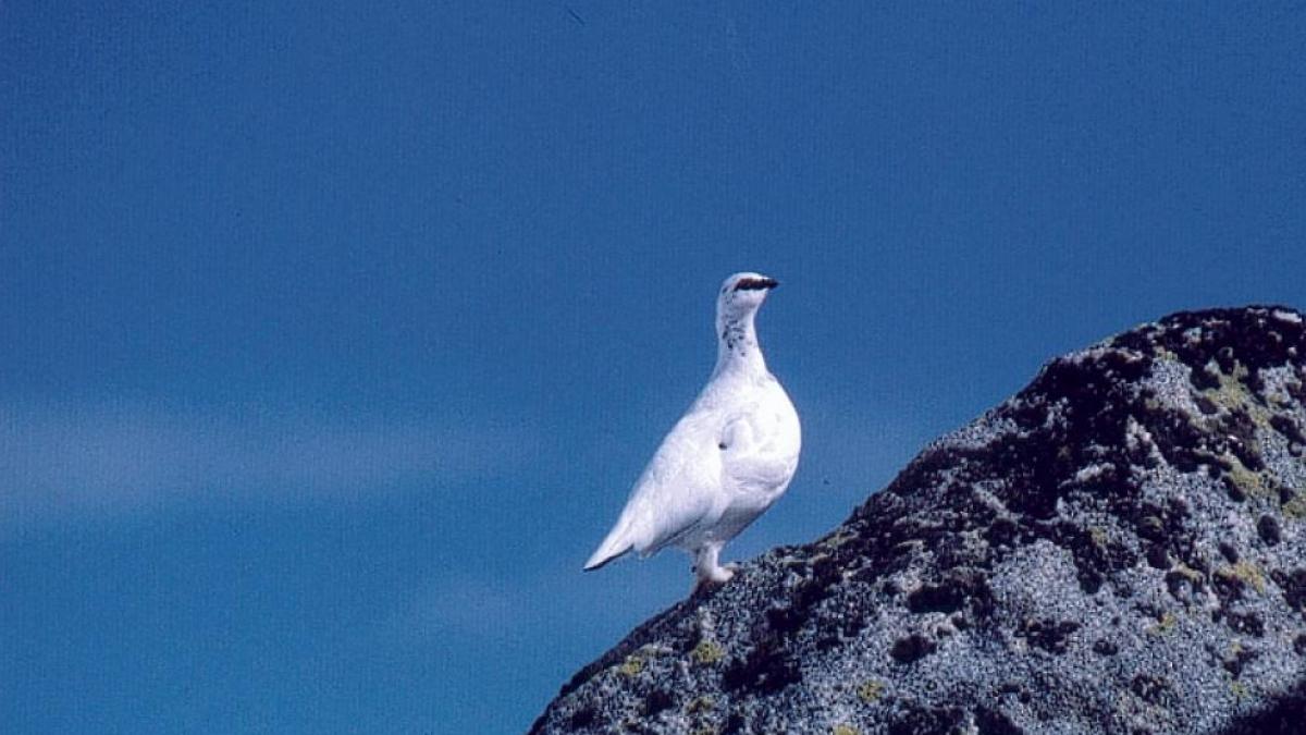 La perdiz nival, ¿una de las especies más vulnerables al cambio ...