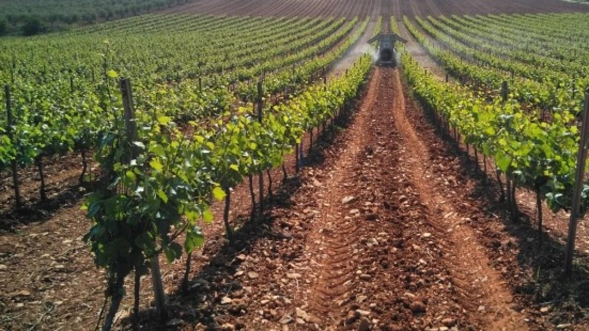 La sostenibilidad de la agroalimentación