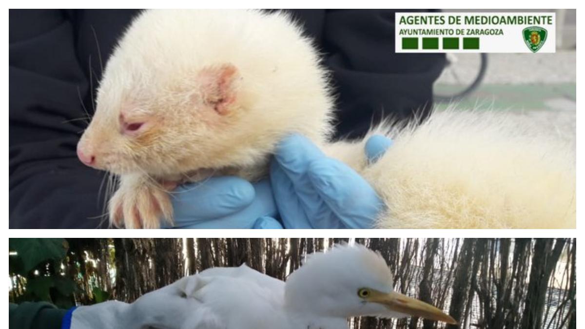 Un hurón albino y una garcilla, entre los últimos animales recuperados ...