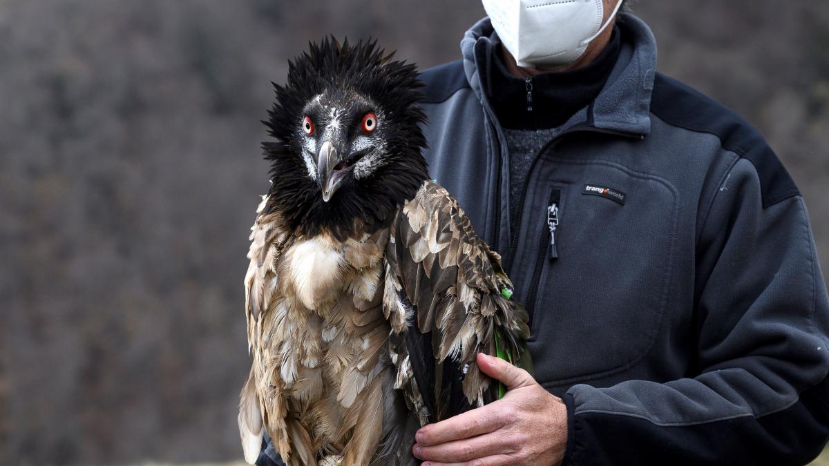 Aquilón, quebrantahuesos al que amputaron una pata, liberado tras ...