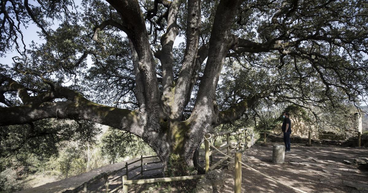 La épica de la carrasca | Alejandro E. Orús | Heraldo de Aragón