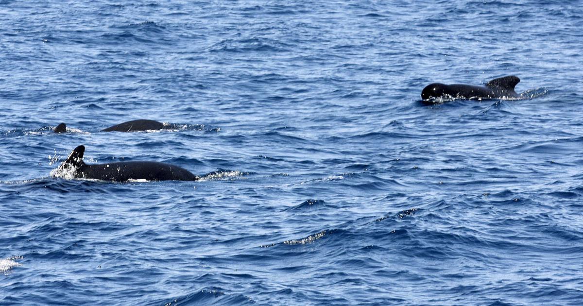 Descubren que una falla marina del Mar de Alborán es capaz de generar ...