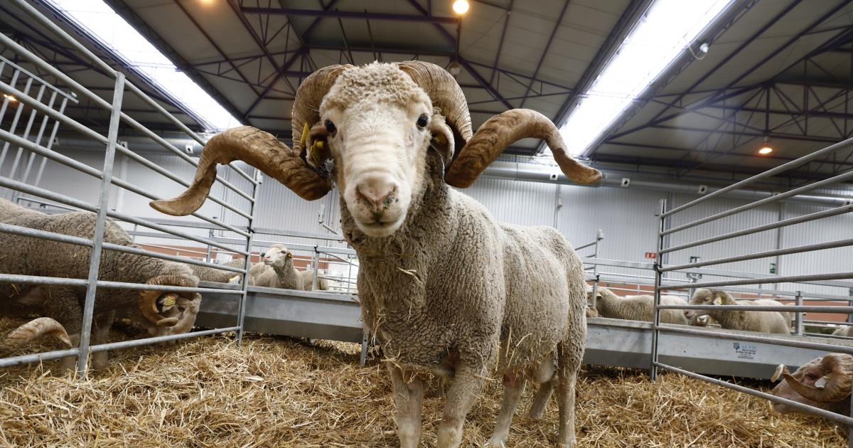 Figan abre sus puertas en Zaragoza con 827 expositores de 27 países