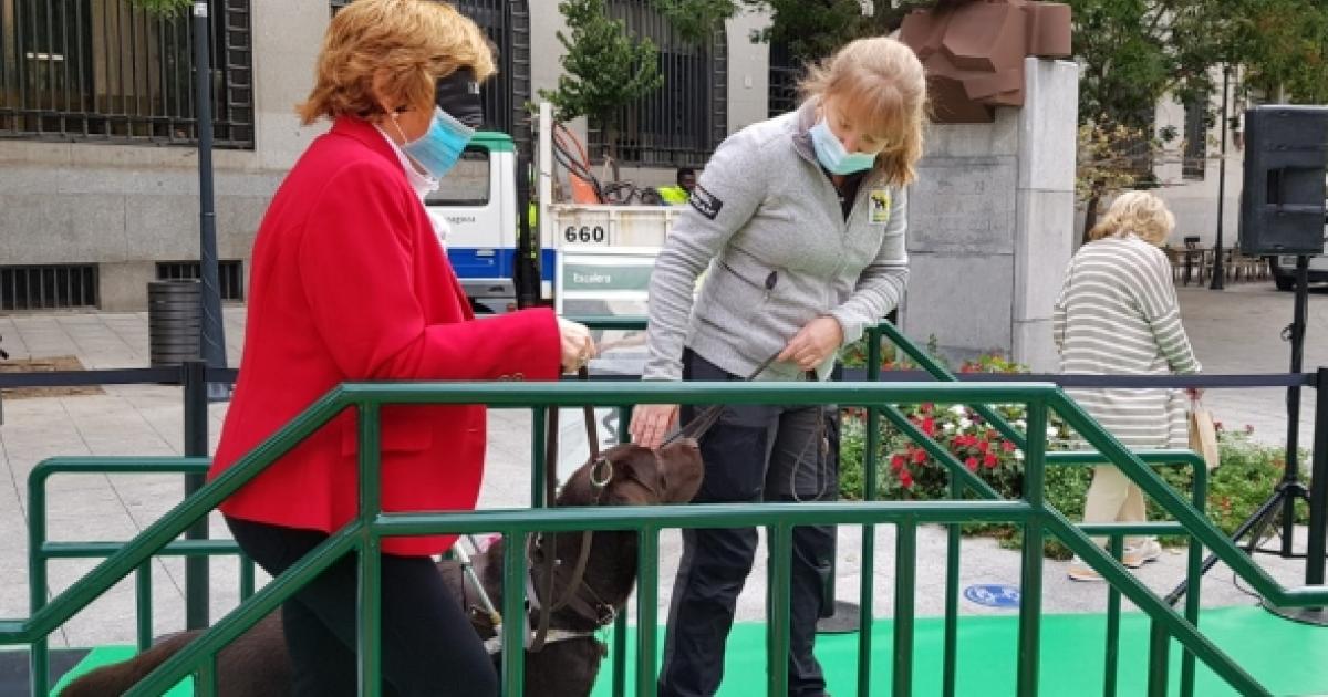 Los perros guía, compañeros inseparables de las personas invidentes