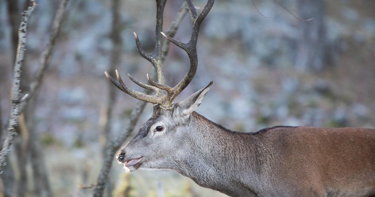 Berrea, que algo queda: el ciervo atrona Albarracín