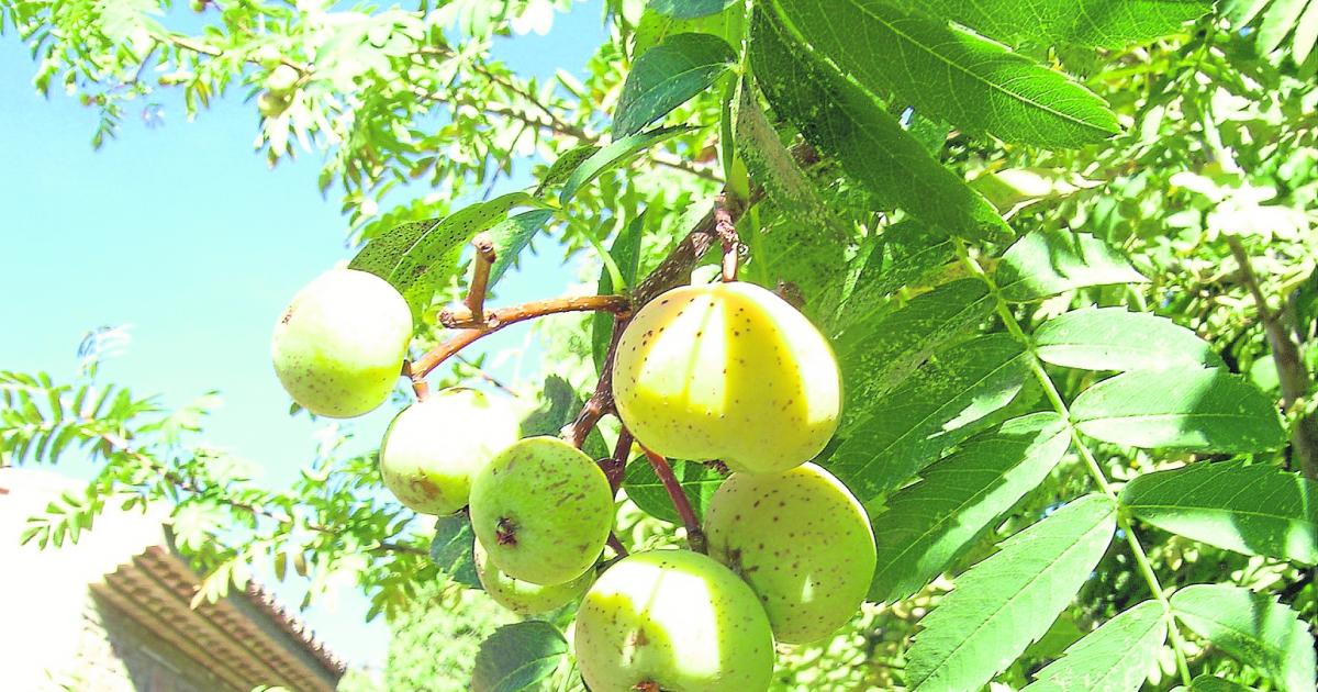 El acerolo o zerolla, una fruta olvidada