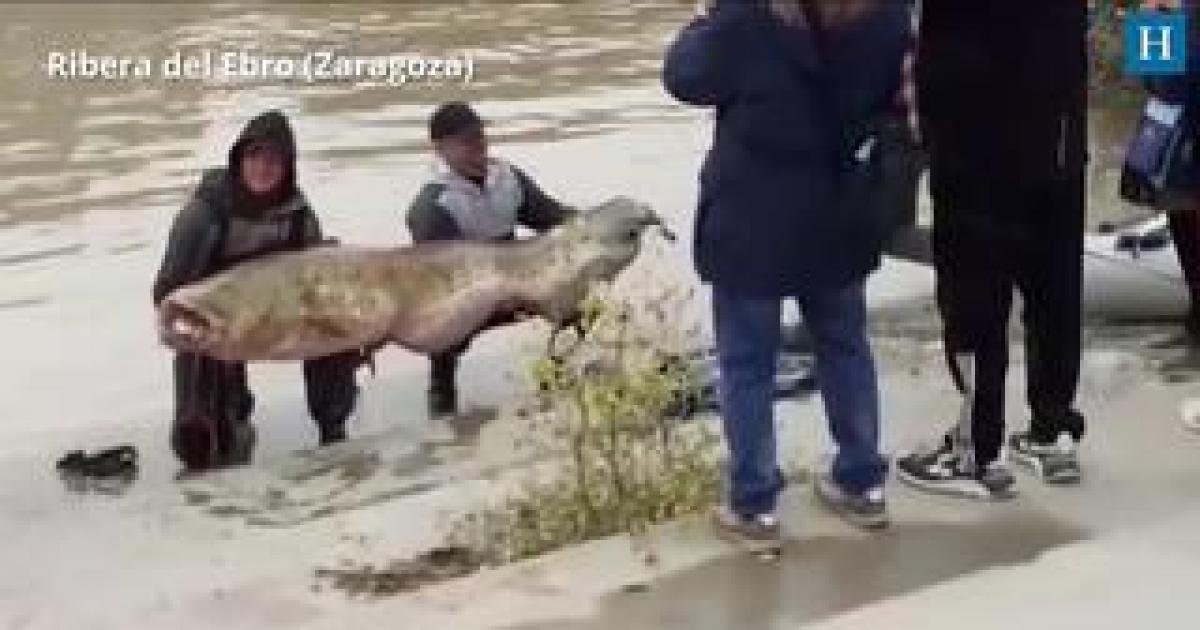 Vídeo del gran siluro capturado en el río Ebro a su paso por Zaragoza