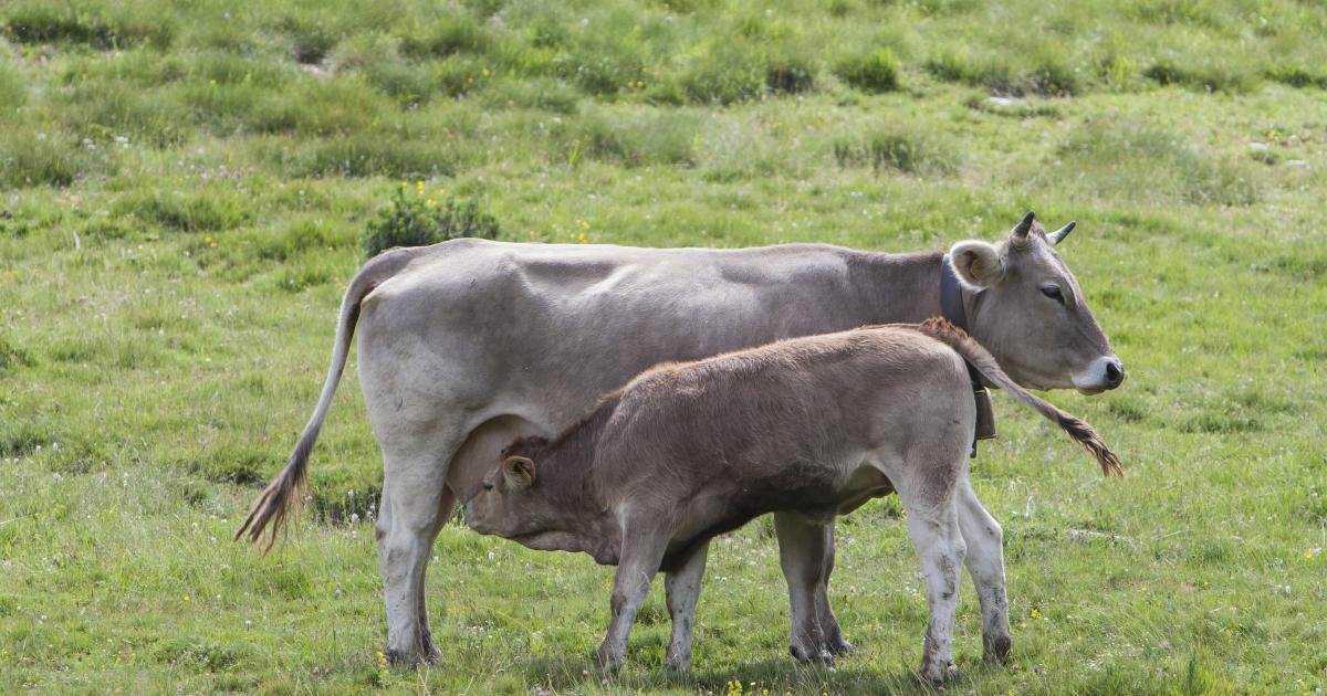 Tratan de mejorar la genética del vacuno extensivo en el Pirineo