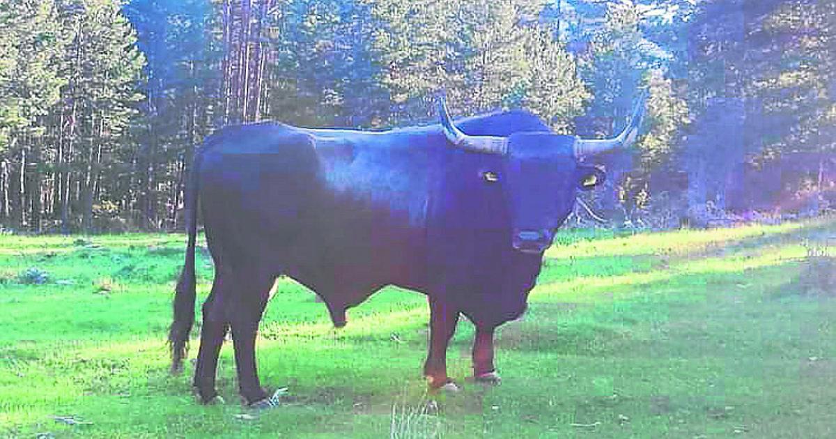 Tauros, la ‘reencarnación’ del extinto uro que transforma el paisaje de ...
