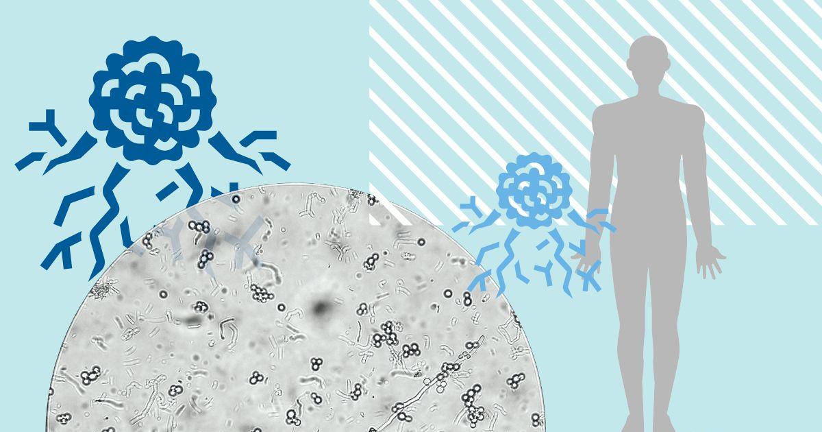 Qué es la Candida parapsilosis, síntomas y el tratamiento del hongo que ...