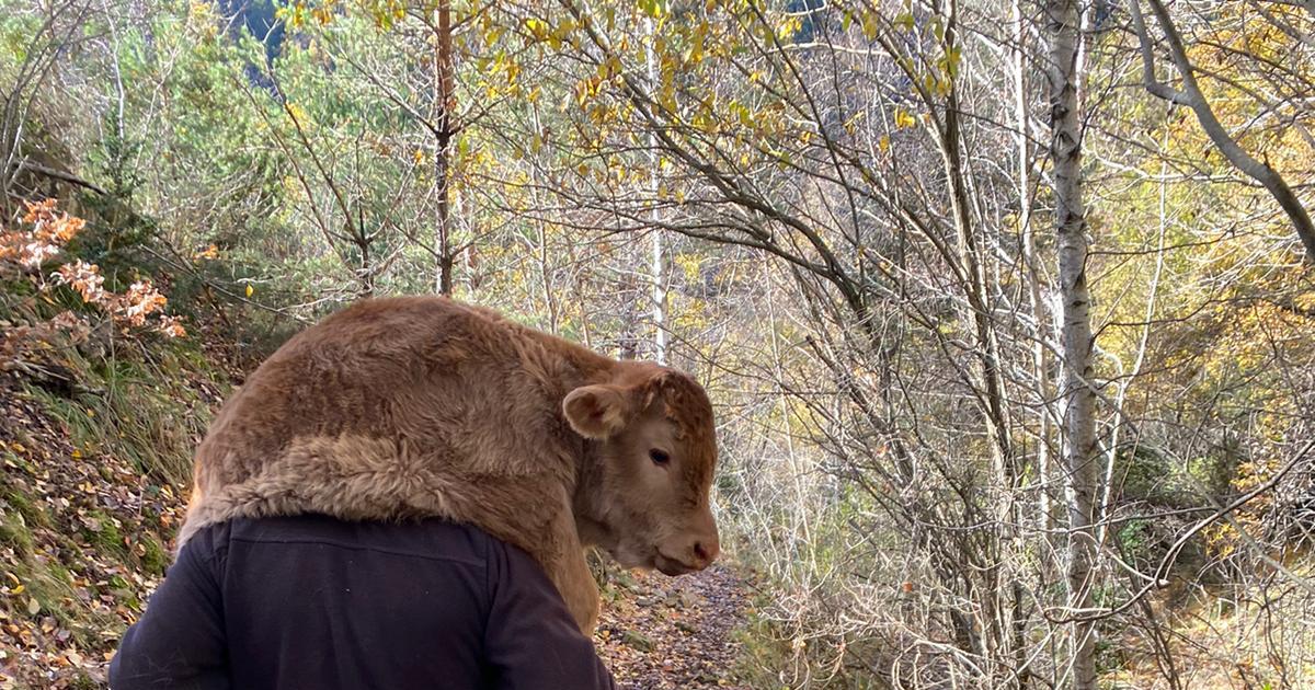Con un ternero a las espaldas