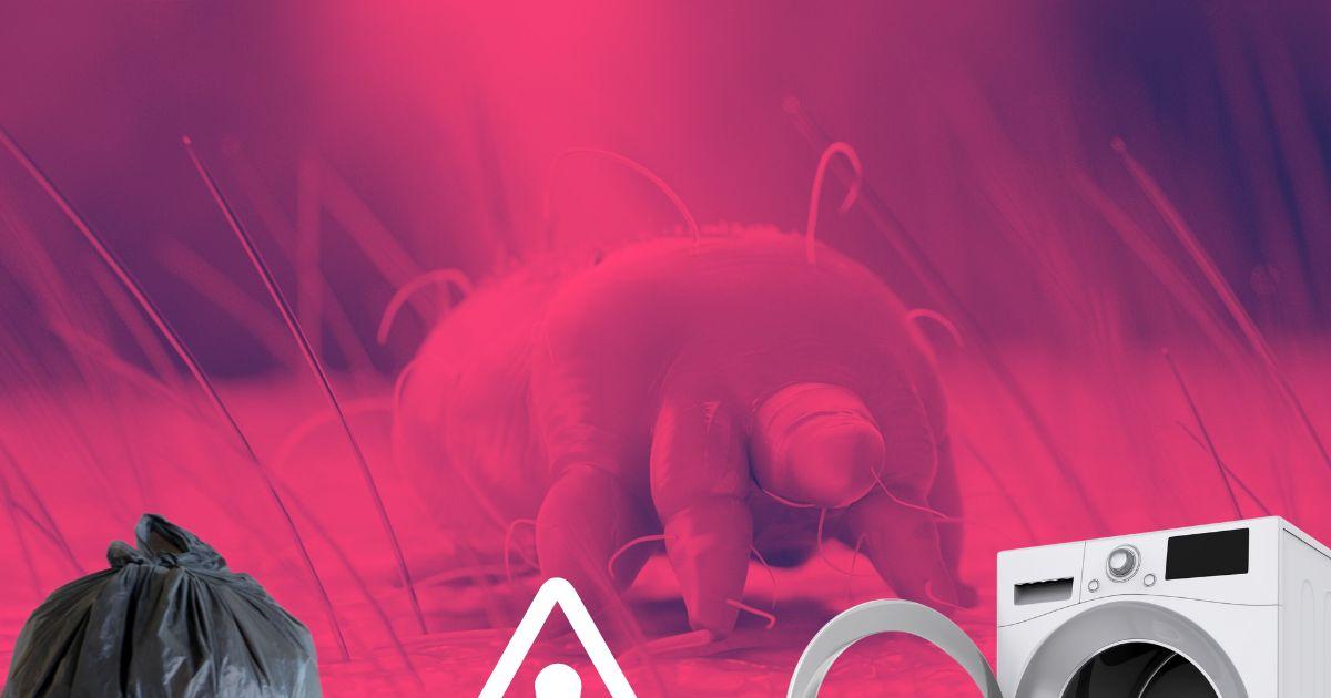 Aumenta la sarna en humanos: qué es, síntomas, tratamiento y cómo se ...