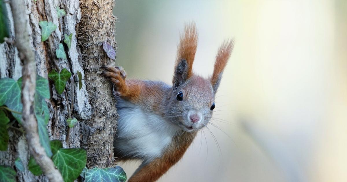 Una ciudad china empleará una brigada de ardillas para detectar drogas