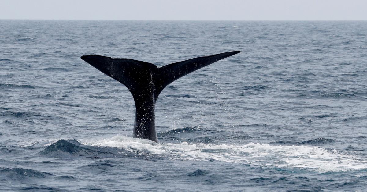 Tratado de la ONU de altamar: Un enorme paso hacia "los santuarios ...