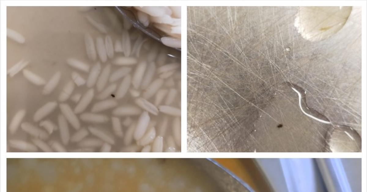 "Hay un bicho en mi sopa", la denuncia de las familias del colegio ...