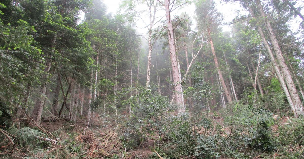 La propuesta para frenar la tala de la Selva de Lasieso no prospera