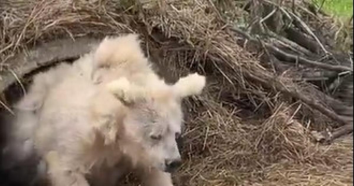 El vídeo viral de un oso que sale de su hibernación revoluciona las redes