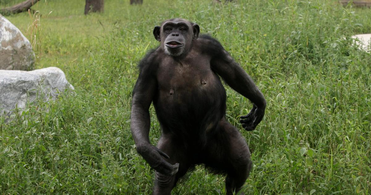 Los genomas de 233 especies de primates revelan aspectos de la ...