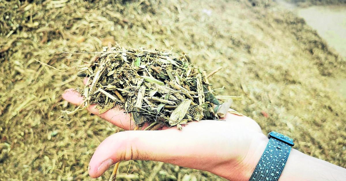 En busca del nuevo biocombustible