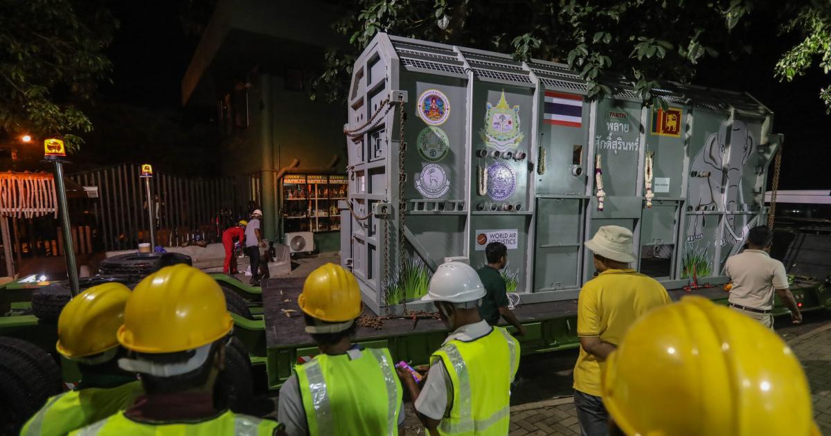 Fotos del traslado del elefante conocido como Muthu Raja de Sri Lanka a ...