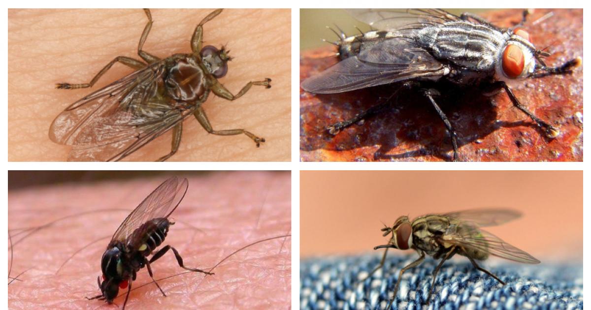 De la 'mosca cojonera' a las 'moscardas': las peculiaridades de cada especie