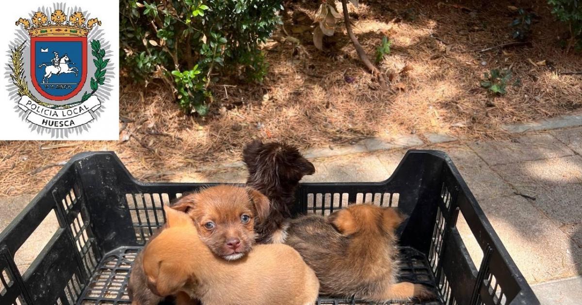 Denunciadas tres personas en Huesca por la venta ilegal de cachorros