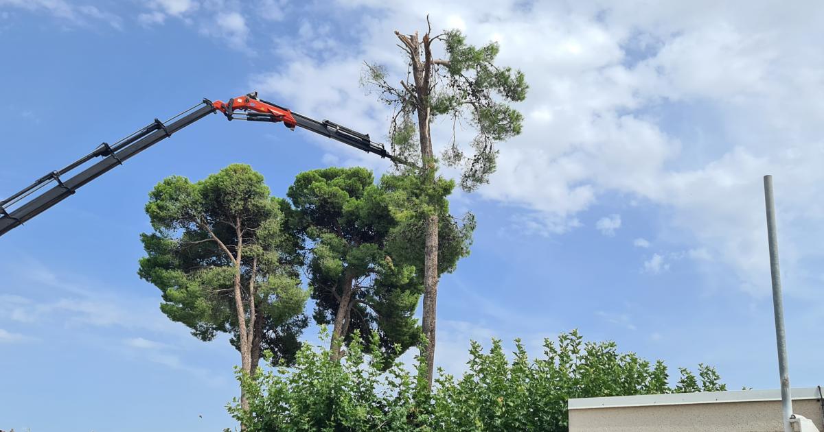 El Ayuntamiento de Binéfar tala cinco árboles del CDM El Segalar por seguridad
