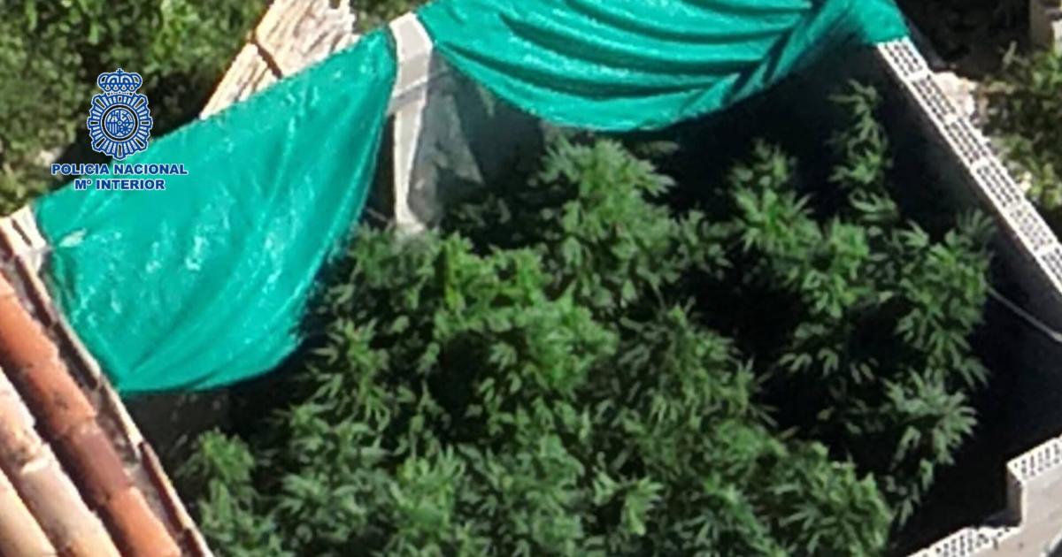 Desmantelan una plantación de marihuana en un huerto en Calatayud