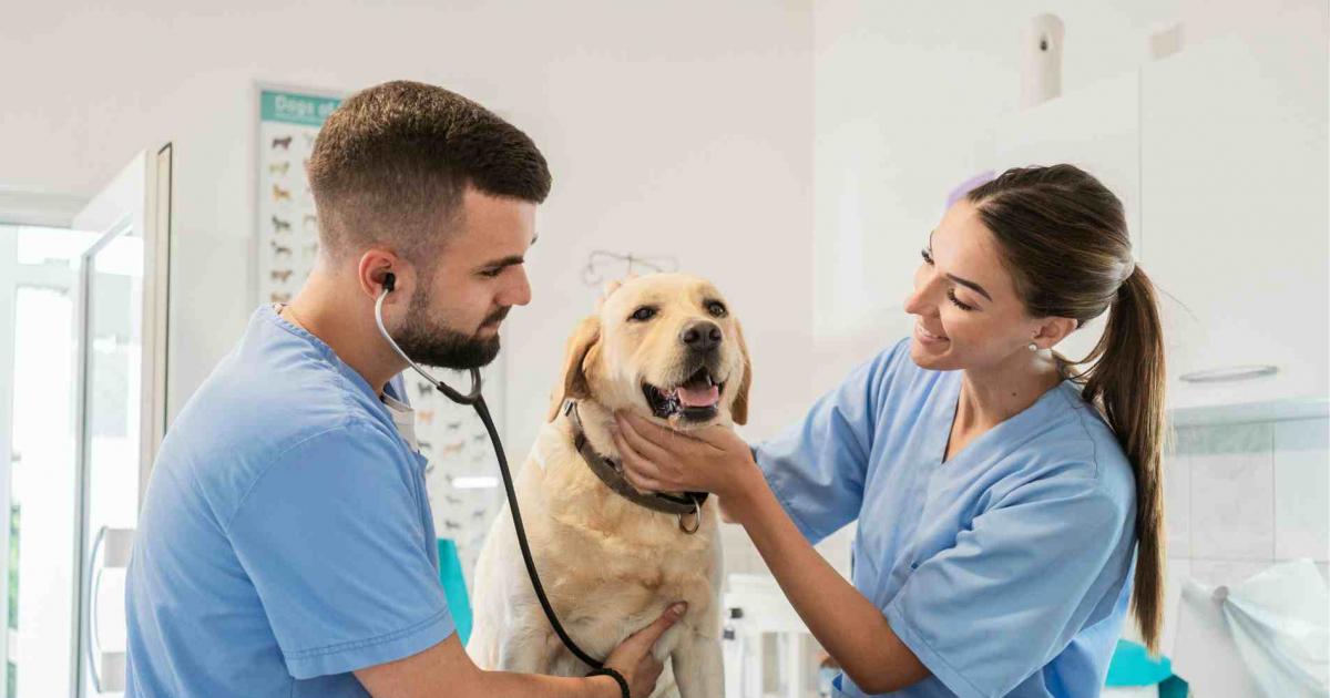 Cómo solicitar la ayuda veterinaria gratuita para tu mascota y los requisitos
