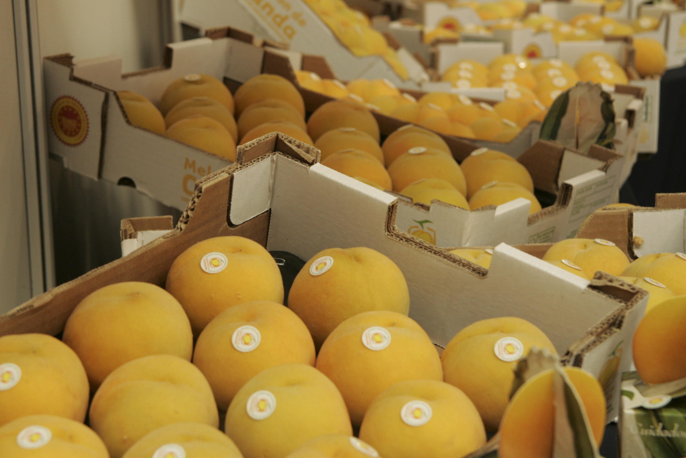 Un equipo multidisciplinar trabaja en la mejora integral del Melocotón ...