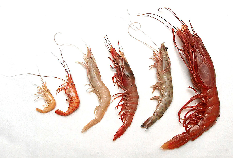 La evolución de la gamba