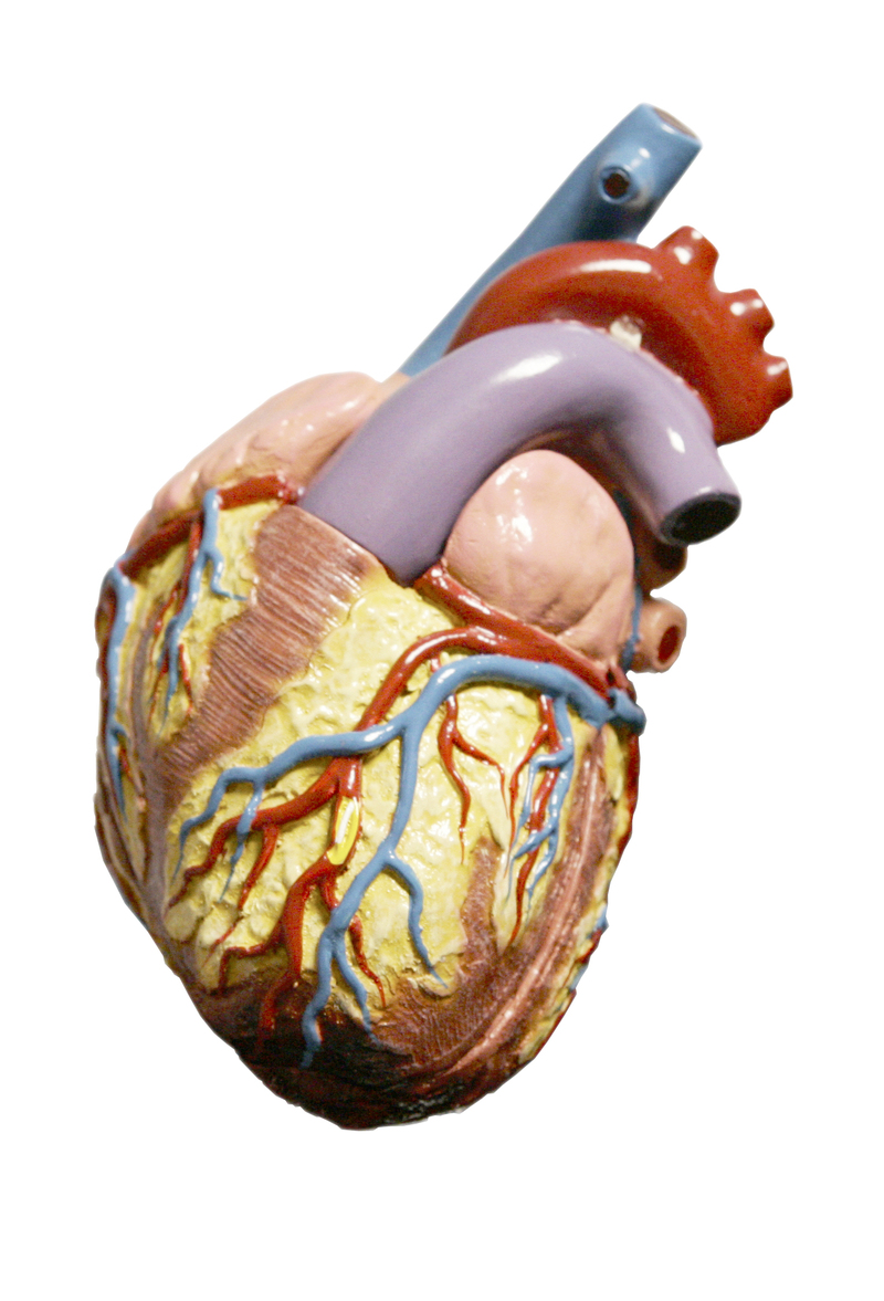 Encuentran nuevas evidencias sobre el impacto del alcohol en el corazón