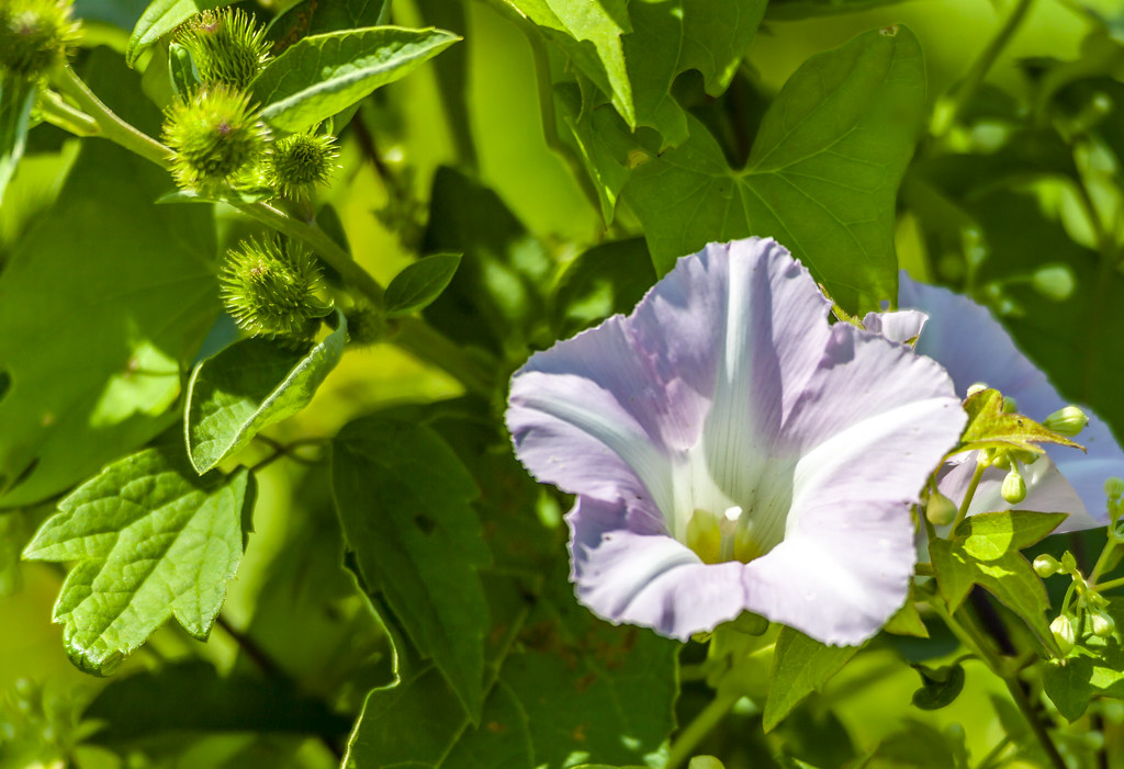 ¿Qué es y cómo actúa la burundanga?