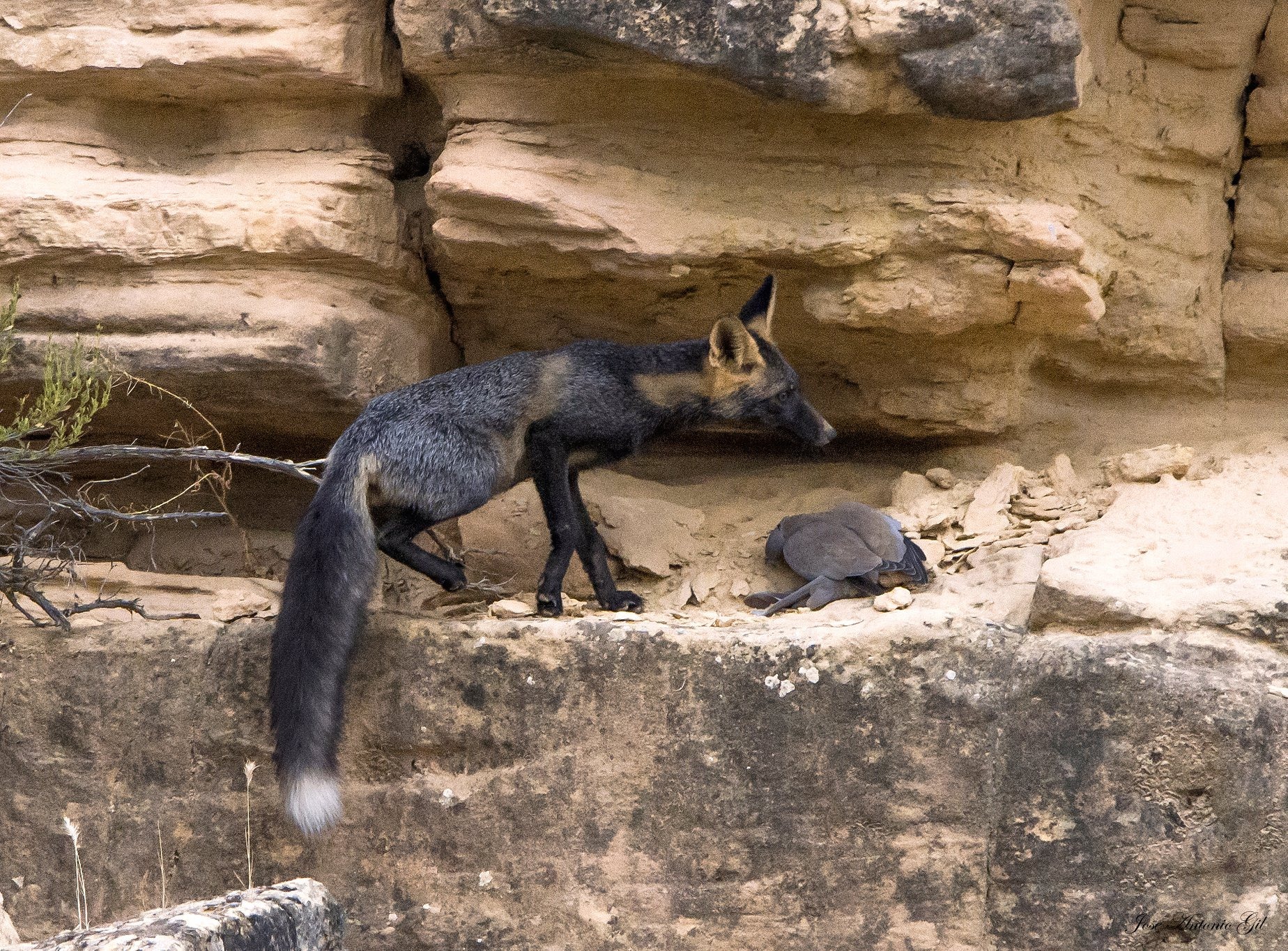 Fotografiado un zorro negro en Alcañiz