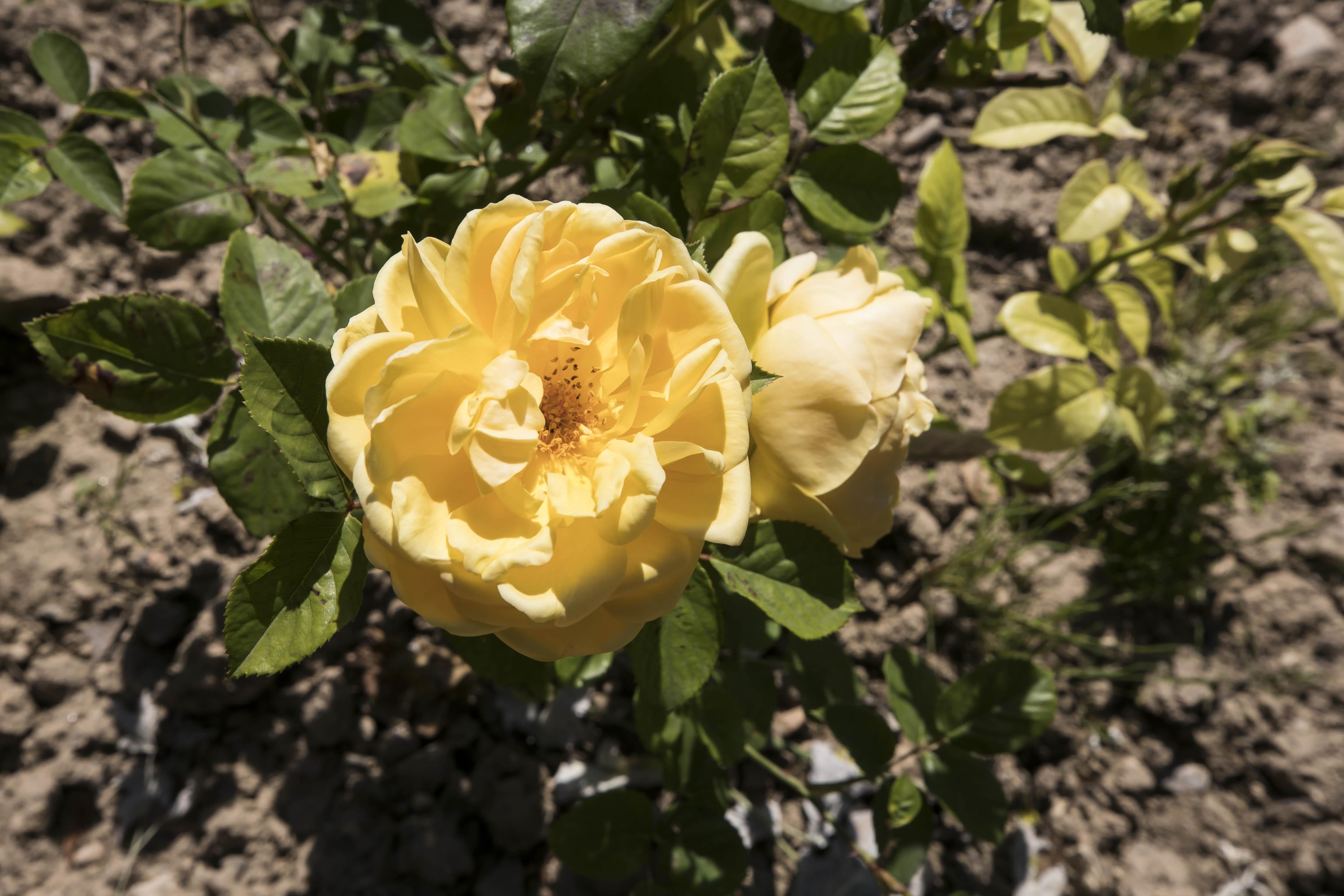Imágenes del Jardín de la Media Legua en Zaragoza | Imágenes