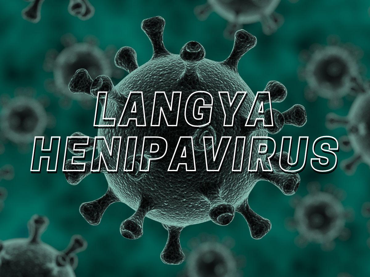 Nuevo virus en China: síntomas y transmisión del henipavirus