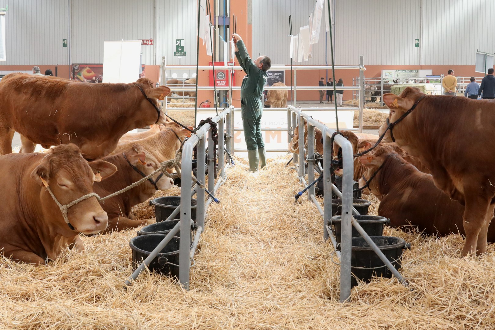 Figan 2023 abre sus puertas y Zaragoza se convierte en epicentro de la ...