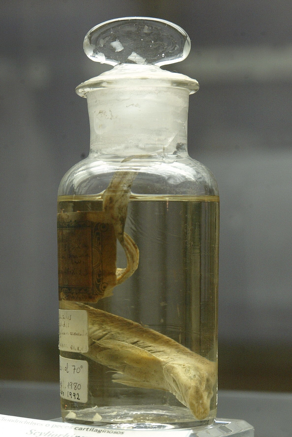 El tiburón del Huerva cumple un siglo