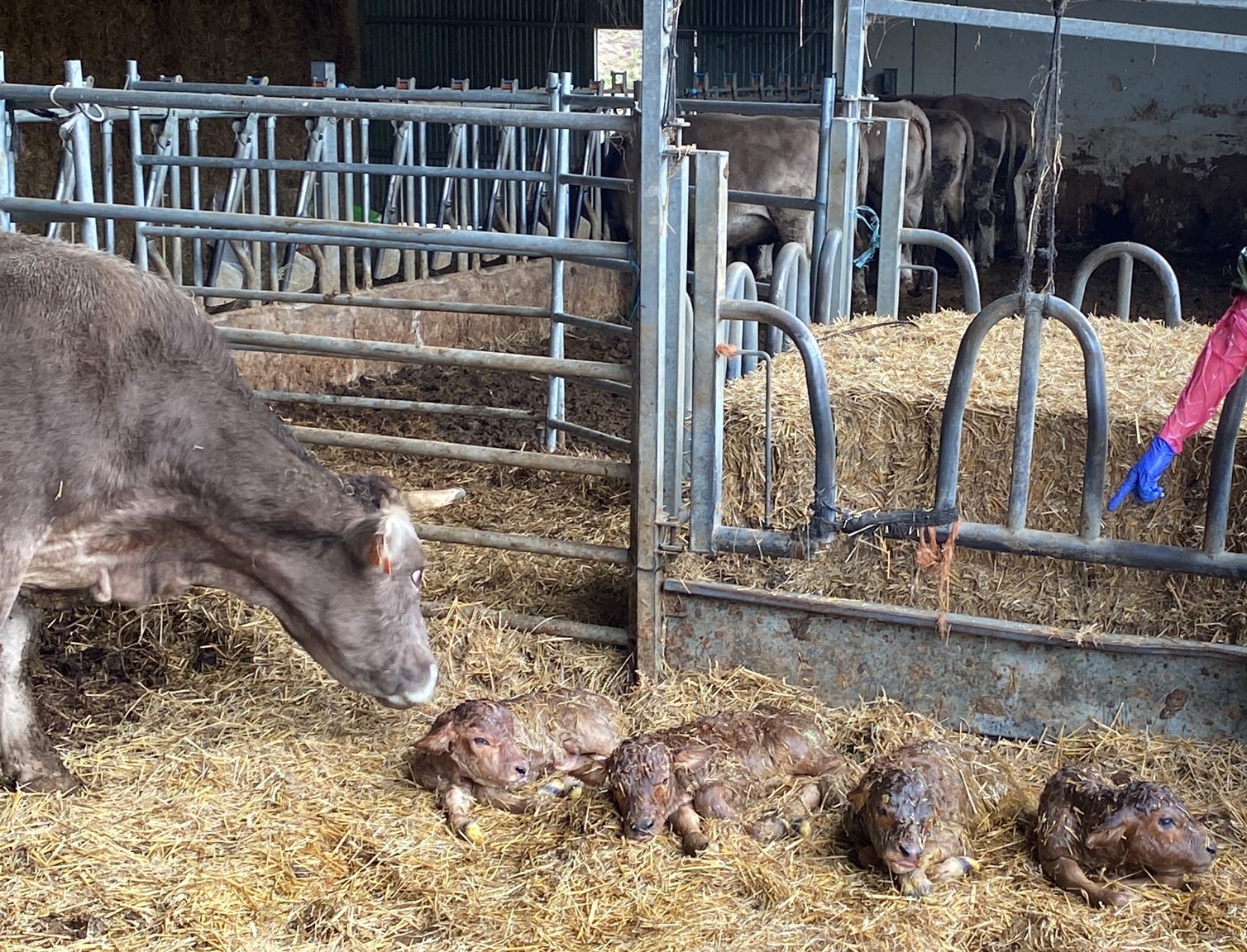 Parto múltiple e insólito en Jasa: una vaca pare cuatro terneros