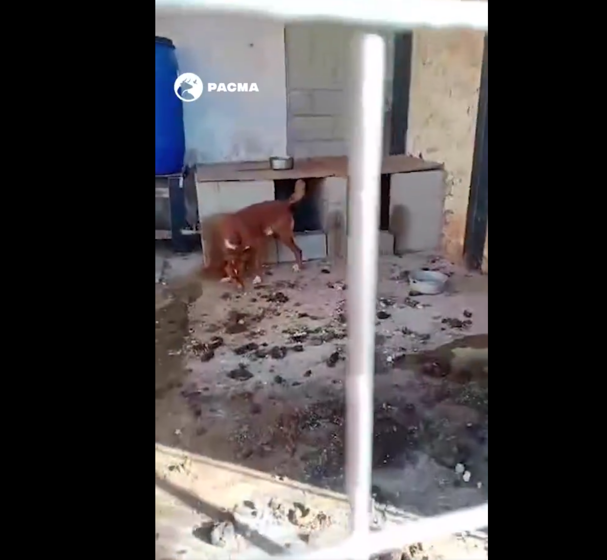 PACMA denuncia la inacción de las autoridades ante un presunto maltrato ... PACMA denuncia la inacción de las autoridades ante un presunto maltrato ...