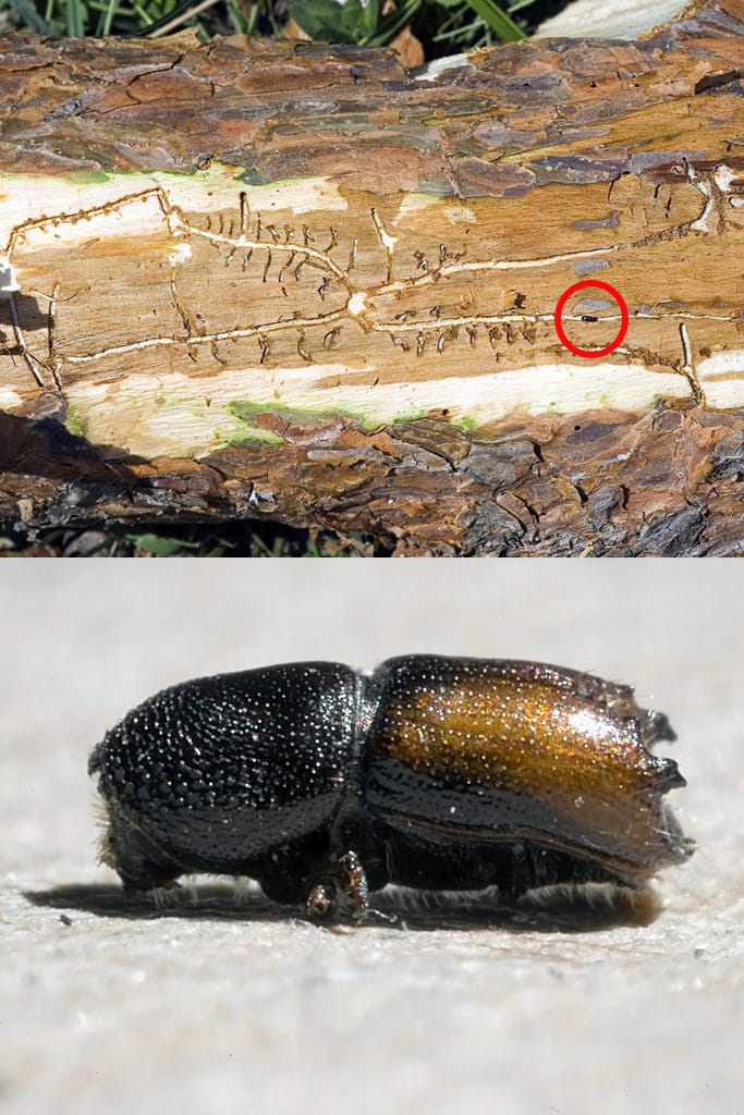 El insecto que amenaza los bosques de pino silvestre y el negocio de la ...