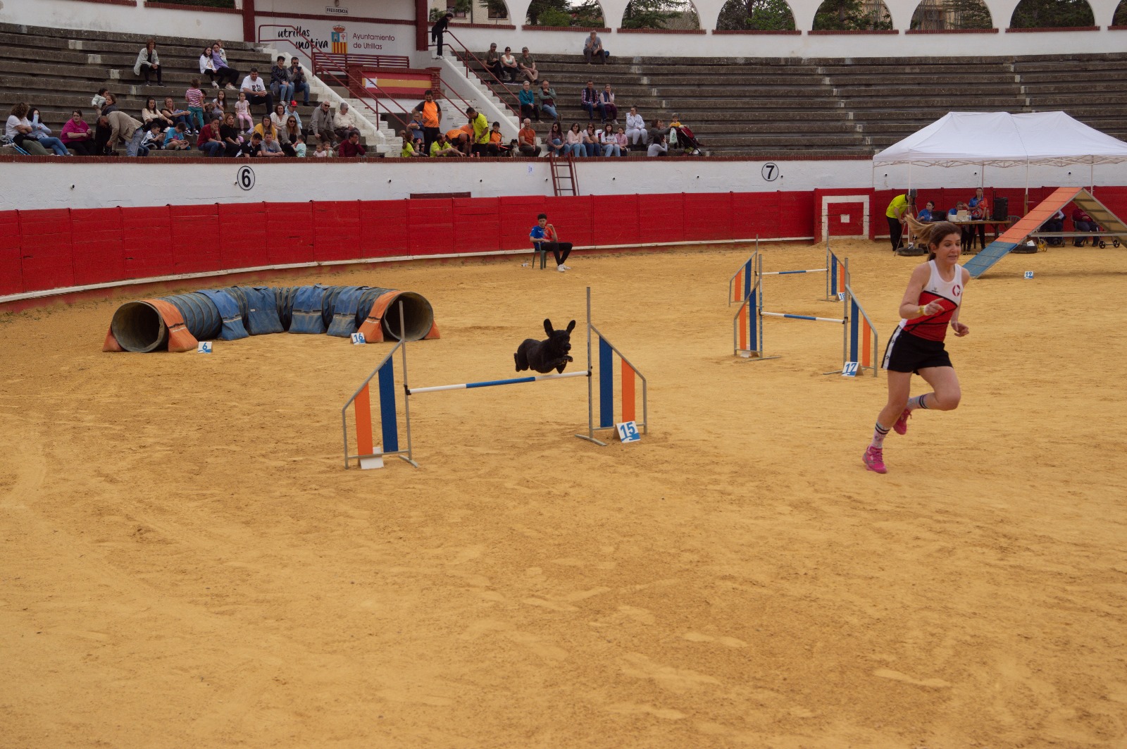 42 perros y sus dueños saltan al ruedo en Utrillas en una prueba ...