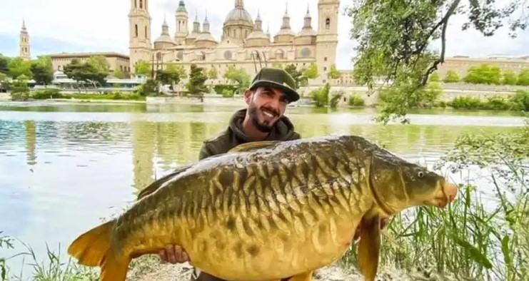Pescan una carpa gigante junto al Pilar Pescan una carpa gigante junto al Pilar