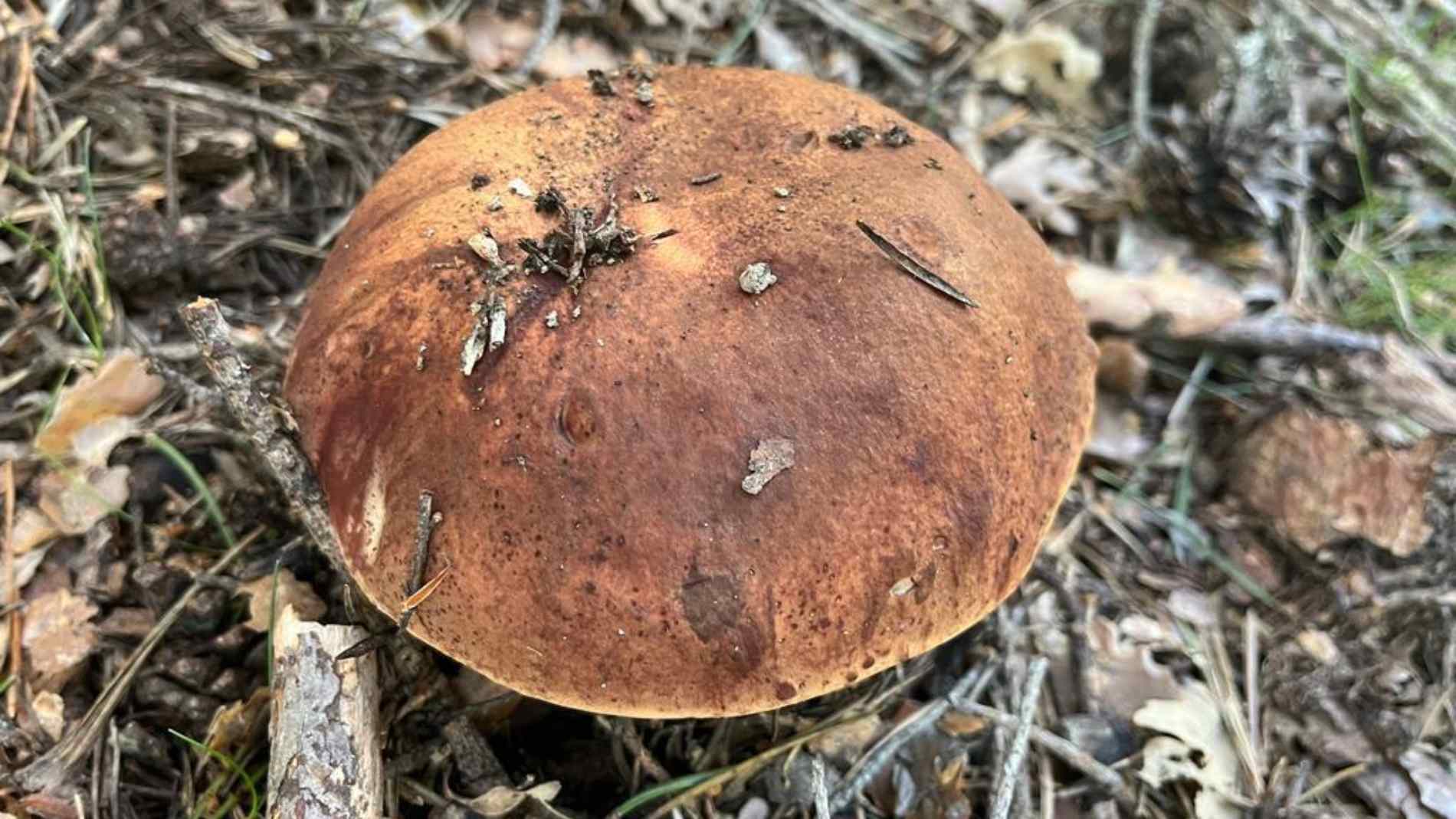 Setas en Aragón 2025: dónde se están encontrando boletus edulis