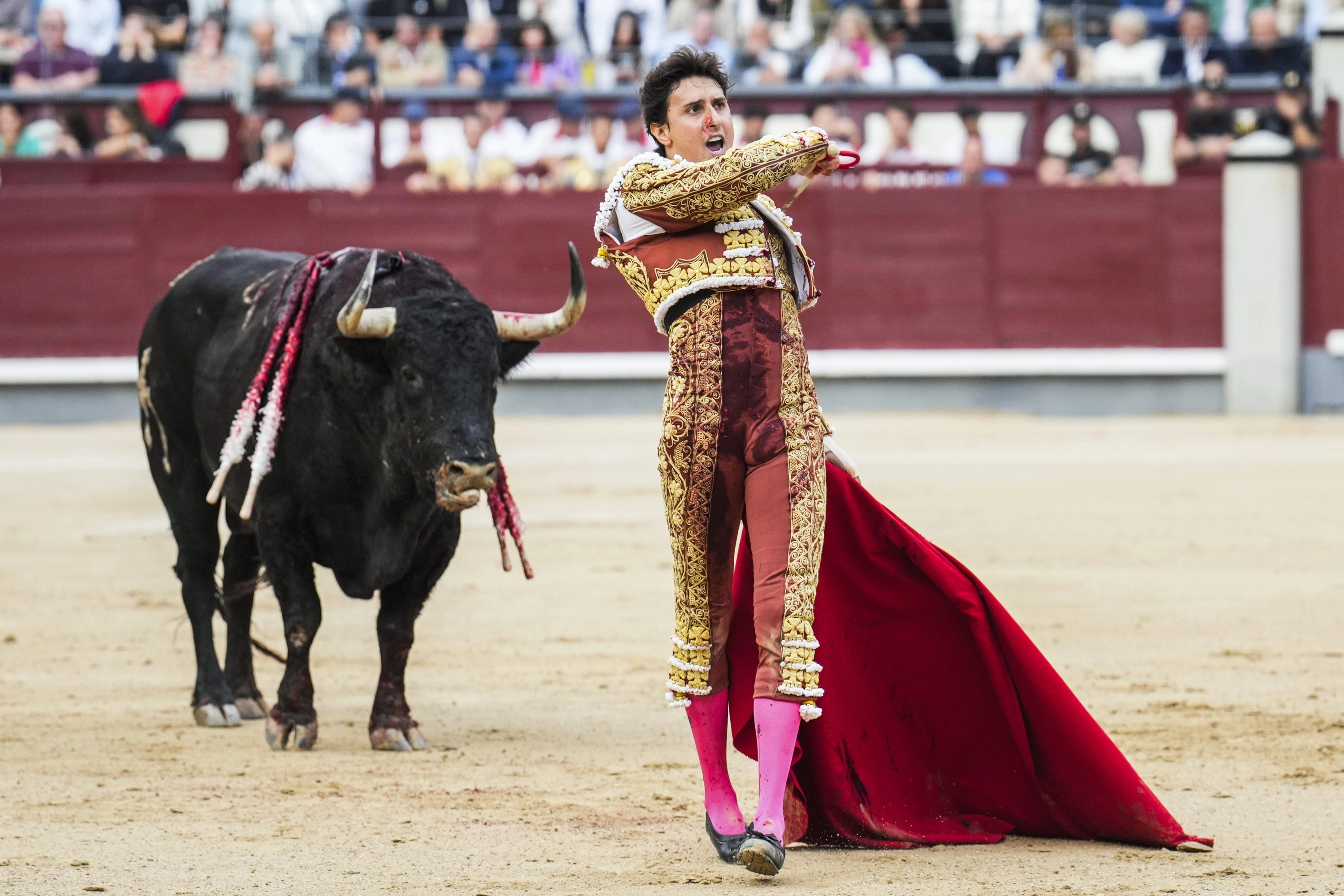 Fotos de la grave cogida del diestro Roca Rey en el festejo taurino de ...