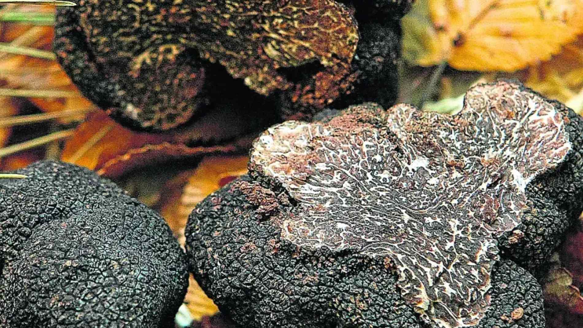 Todos los beneficios de la trufa negra para la salud