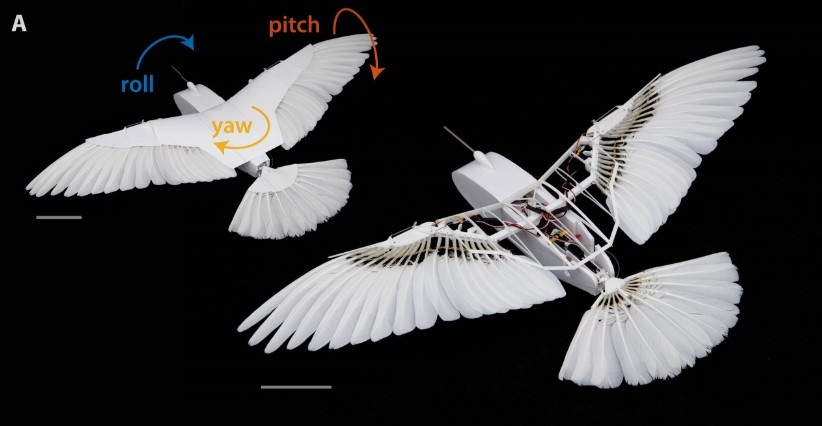 Un robot con plumas que vuela como un pájaro