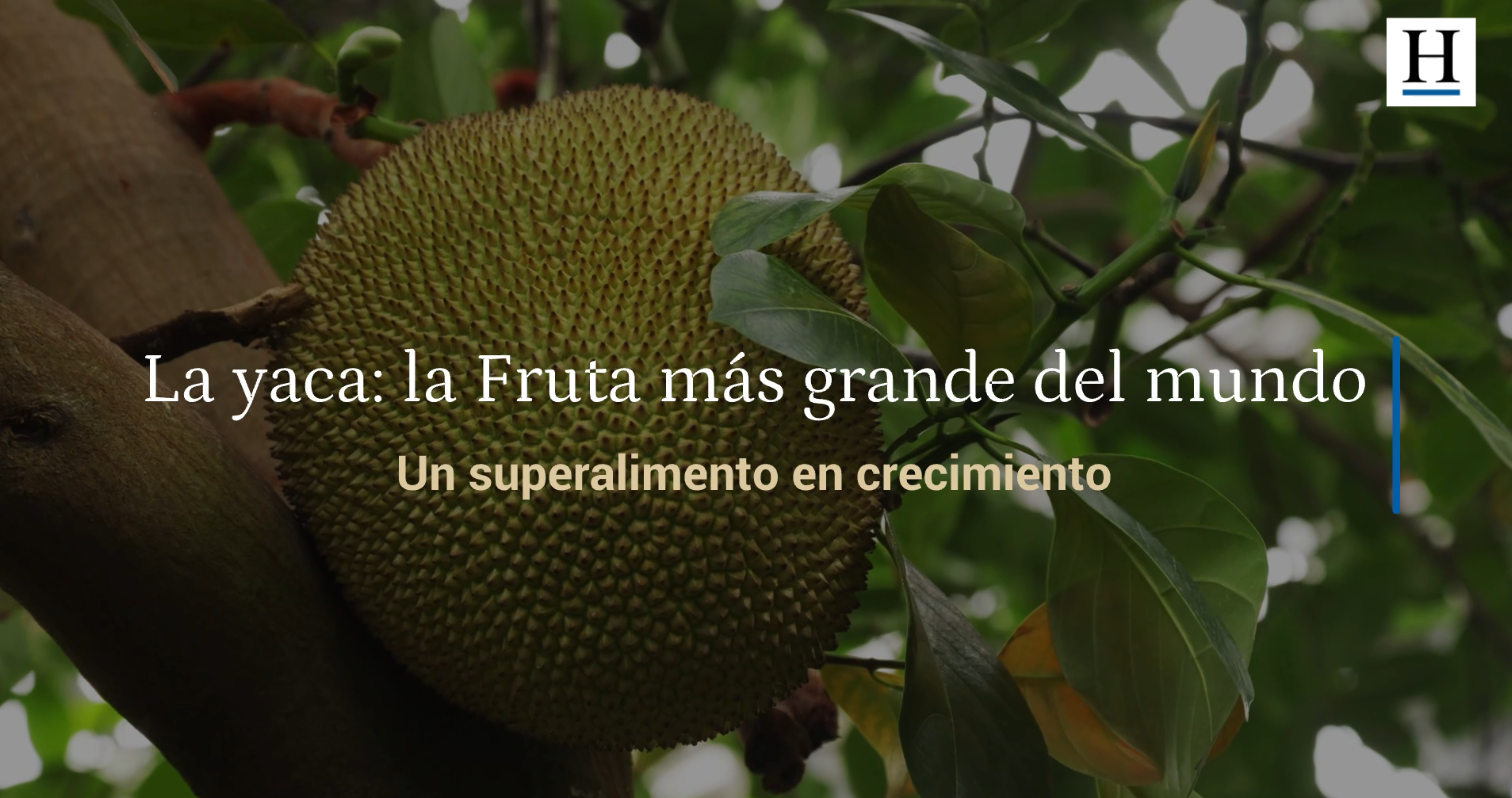 La fruta tropical más grande del mundo ayuda a controlar el azúcar en ...