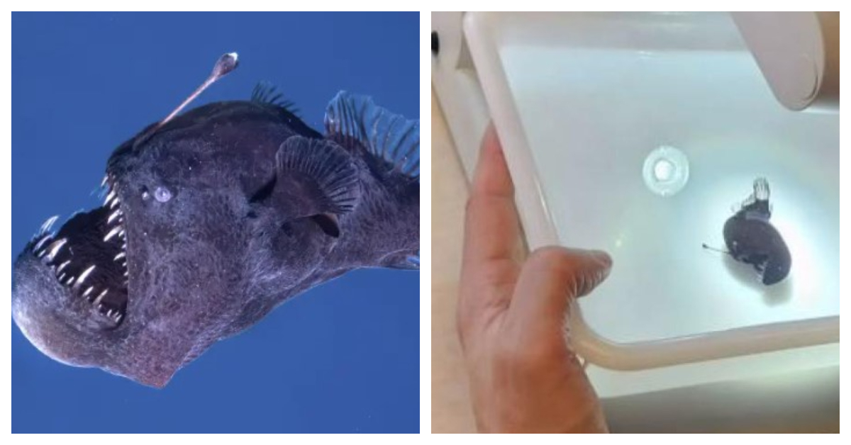 El verdadero tamaño del pez diablo abisal viral que ha pasado de ...