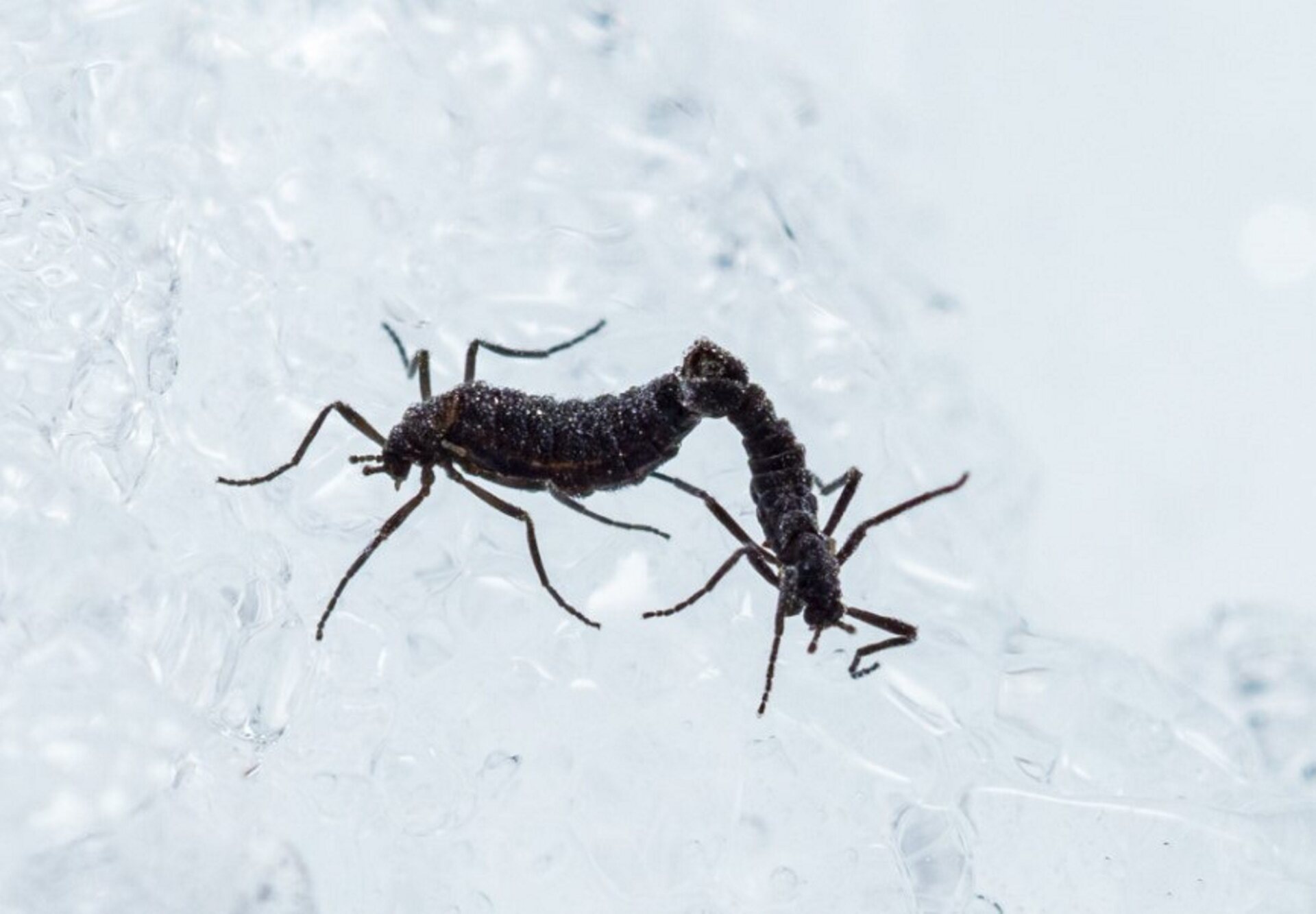 Así sobrevive al frío extremo el único mosquito autóctono de la Antártida